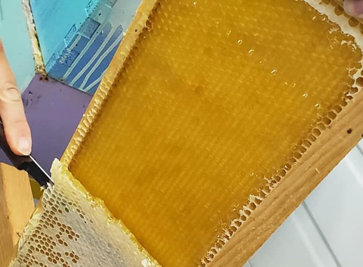 How To Harvest Honey Video Tutorial Backyard Beekeeping